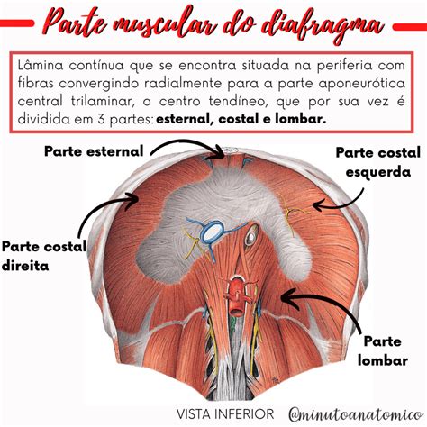 Cadaver Do Musculo Diafragma O Seu Diafragma Diz Muito Sobre A Sua