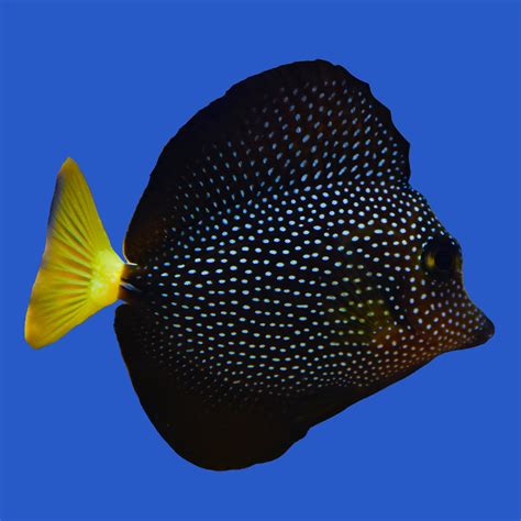 Gem Tang Aquatic Collection Aquarium