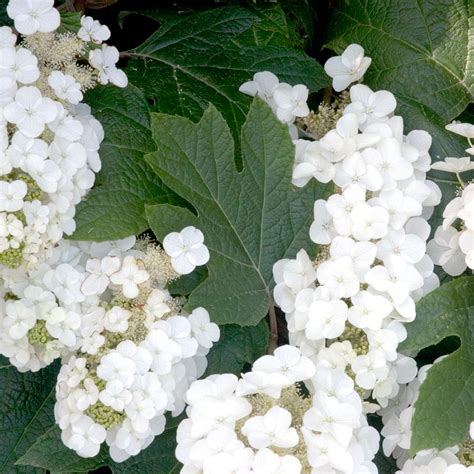 Alice Oakleaf Hydrangea Nwa Plants Inc