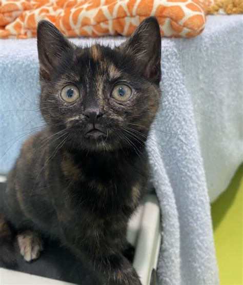 The Easter Kittens Cotswolds Dogs And Cats Home