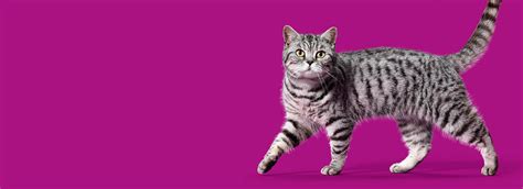 Chat Munchkin Adulte Munchkin Kittens For Sale From Europe 🌎