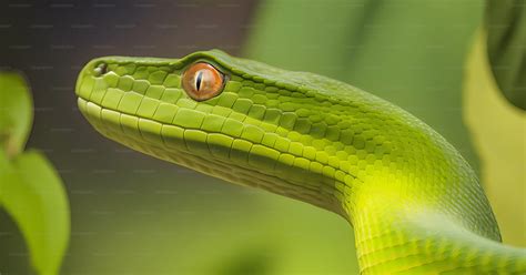 나뭇가지에 녹색 뱀의 클로즈업 사진 Unsplash의 야생 생물 이미지