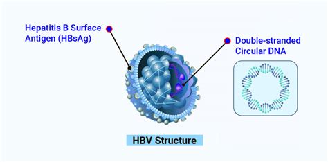 Hepatitis B Virus Structure Structure Of Hepatitis B And Hepatitis C