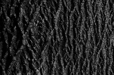 Tree Bark Background Pattern