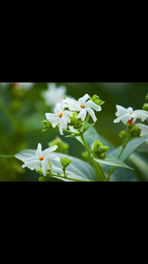 ගමන් සටහන් Travel Notes කැනඩාවේ අයිස් ෆීල්ඩ් පාර්ක්වේ Ice Fields Parkway කියන්නේ