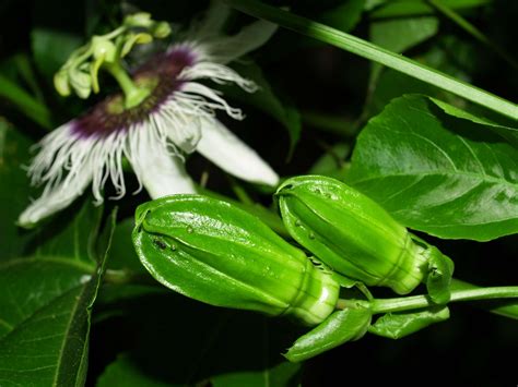 Passievrucht Bloem Foto Gratis Stock Foto Public Domain Pictures
