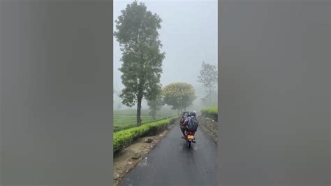 කහපාට මල් වලින් පිරුණු ලස්සන පාරක් මැදින් 😍🍃💚 Youtube