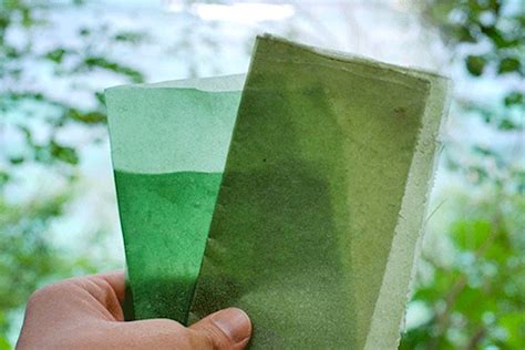 바이오 연료부터 생분해 플라스틱까지 미래 원료로 떠오른 ‘해조류