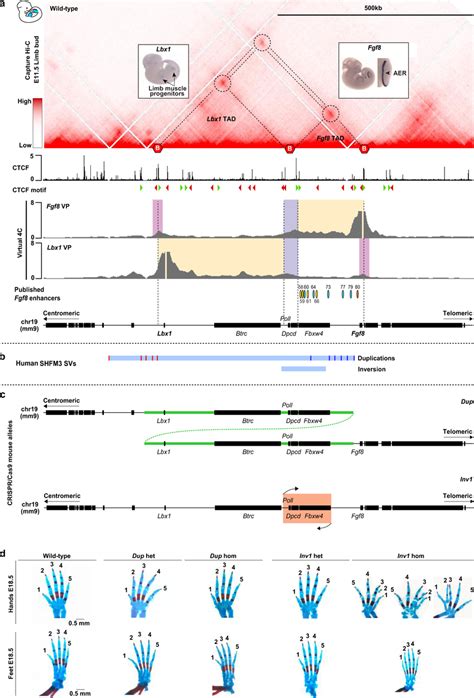 Engineering Of The Shfm Associated Structural Variations At The
