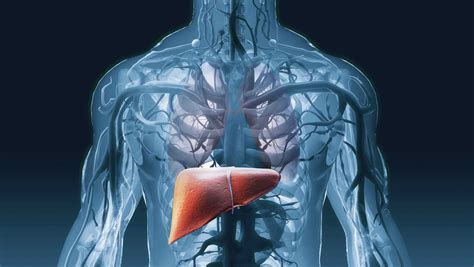 Liver Cirrhosis Causes Symptoms And Treatment