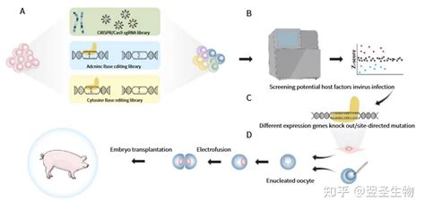 干货│基因编辑探秘系列之在动植物育种领域的应用 知乎