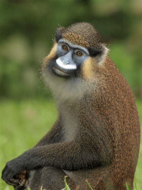 Moustached Guenon Cercopithecus Cephus From Central West Africa R Aidke
