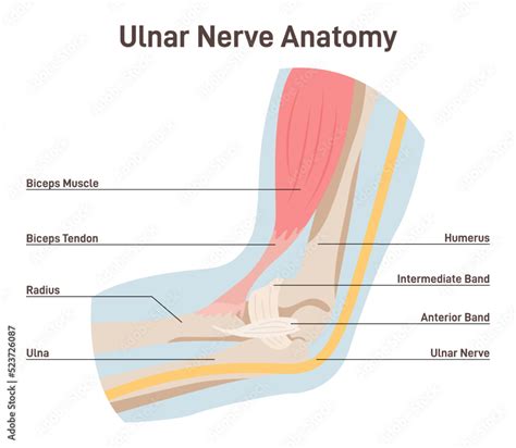Ulnar Nerve Anatomy Human Elbow Anatomy With Bones Muscles Stock