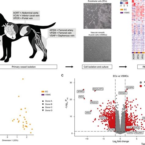 rna sequencing identifies differentially expressed genes between