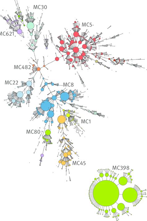 Minimum Spanning Tree Of Staphylococcus Aureus Isolates Typed By Mlva