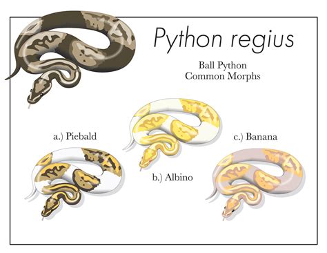Python Regius 1 Images Behance