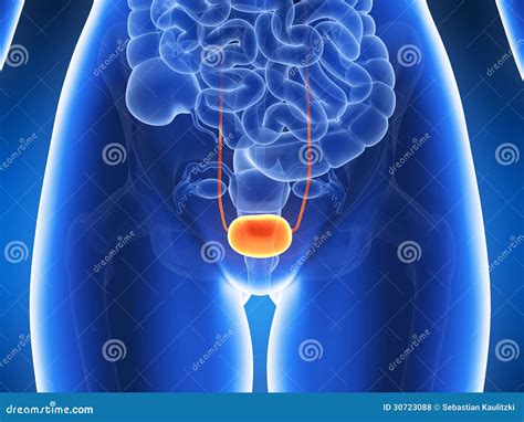 Highlighted Bladder Stock Illustration Illustration Of Science 30723088