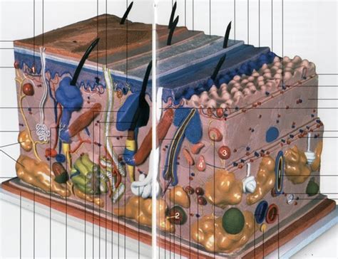 Lab Integument Flashcards Quizlet