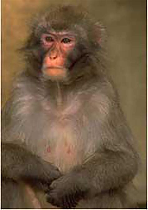 Non Human Primate Species