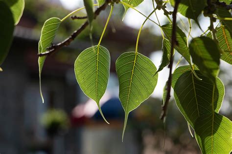 40000 Free Bo Tree And Tree Images Pixabay