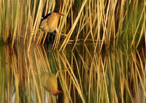 Φωτογραφίες από την βιοποικιλότητα της Ευρώπης Αντικλείδι