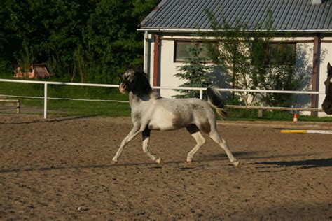 Co To Za Maść Konia Zapytajonetpl