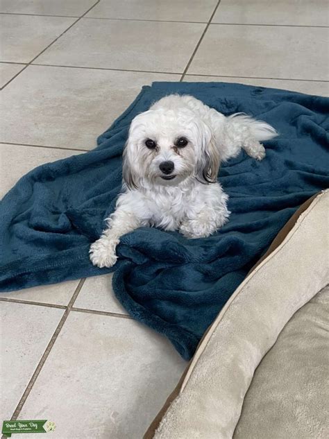 Breeding My Toy Playful Havapoo Stud Dog In Hillsborough County