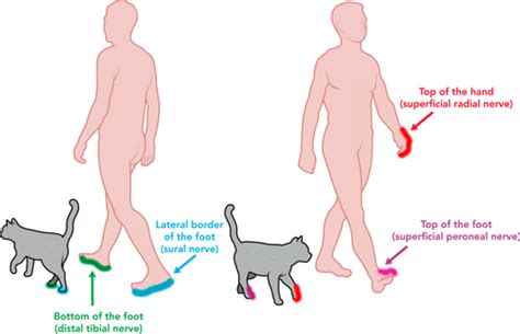 Cat Walking Upright