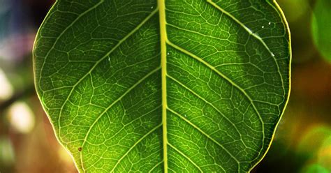 Ll Vô Ưu Chiếc Lá Pippala