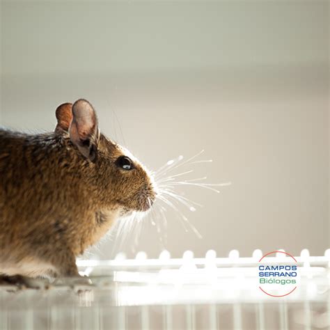 Tipos De Roedores Campos Serrano Biólogos