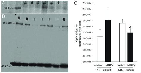 Abundance And Distribution Of Nmdar Subunit Proteins Determined By Download Scientific Diagram