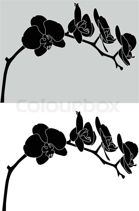 Orchids Stock Vector Colourbox