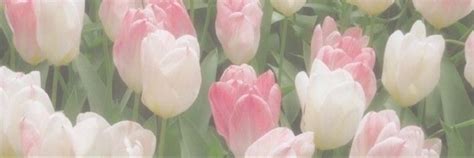 Floral Header 3 Twitter Header Pink Twitter Header Pictures Pink