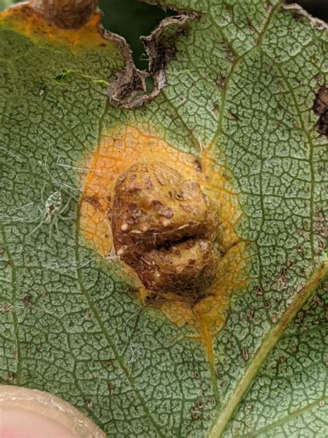 Pear Rust The Potwell Inn