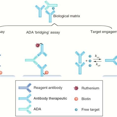 10 Procedure For Bioanalytical Method Development Download Scientific Diagram
