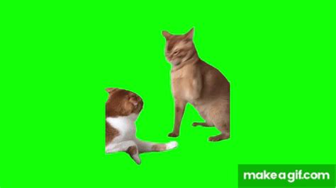 Green Screen Cat Hits Another Cat Meme On Make A 