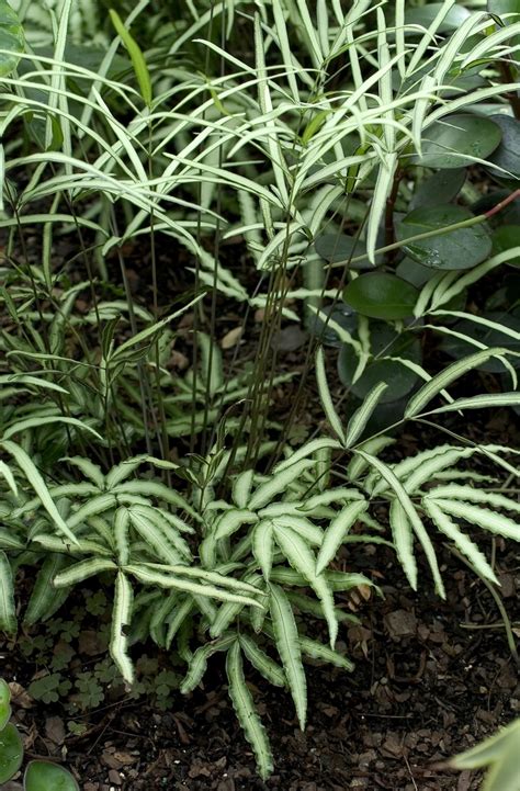 Pteris Albolineata Brake Garden Center Marketing