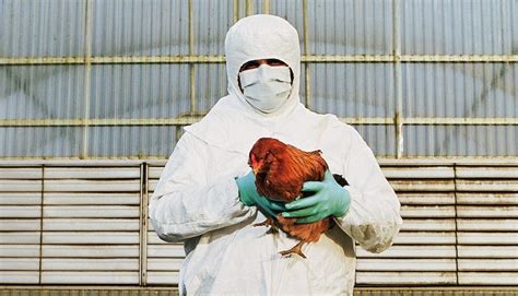 ფრინველის გრიპის გამო მოსკოვში კარანტინი გამოაცხადეს Netgazeti • გრიპი • რუსეთი • Netgazeti Ge