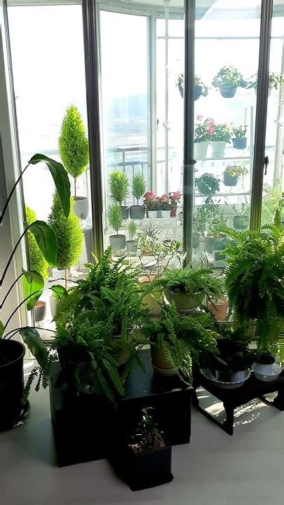 보스톤고사리 플랜테리어 최고의 식물 Youtube