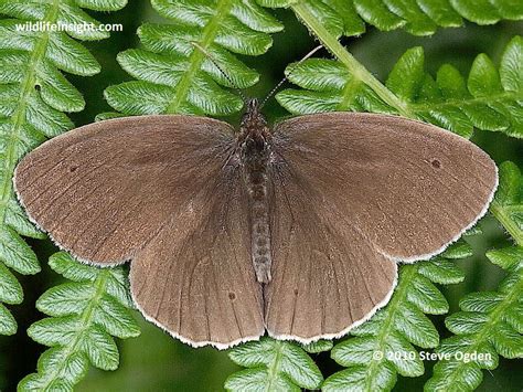 Ringlet Butterfly Aphantopus Hyperantus Wildlife Insight