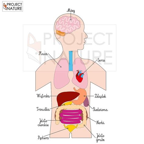 Budowa Brzucha U Człowieka Artykuły O Zdrowiu Anatomia Kobiety Czyejo