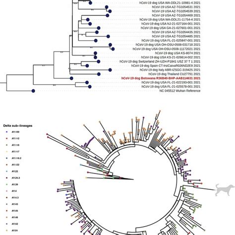 Phylogenetic Tree Showing The Dog Sequence With Top 30 Delta