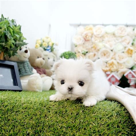 말티즈분양말티즈입양