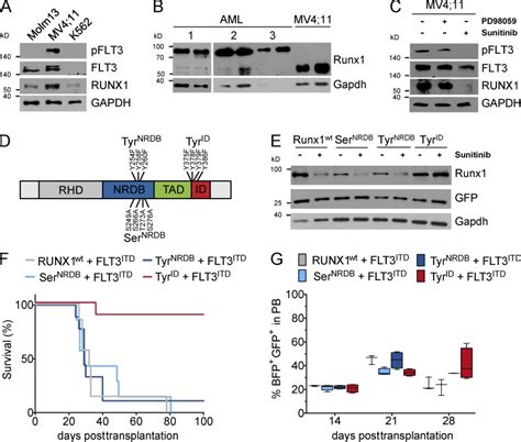 Runx1 Cooperates With Flt3 Itd To Induce Leukemia Pmc