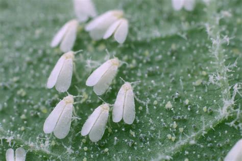 Hemiptera características hábitat alimentación ejemplos de especies