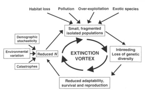 Population Viability Analysis Flashcards Quizlet