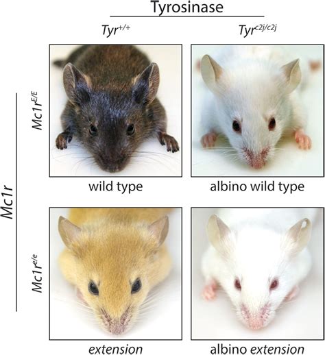 Frontiers Melanocortin 1 Receptor Structure Function And Regulation