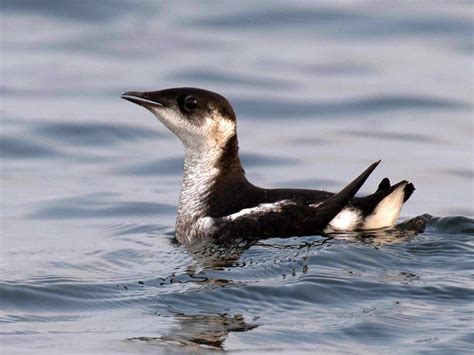 Marbled Murrelet Ebird