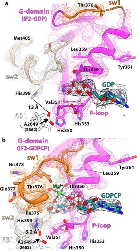 Nucleotide Binding Pocket In The G Domain Of If2 A The Em Density Of Download Scientific