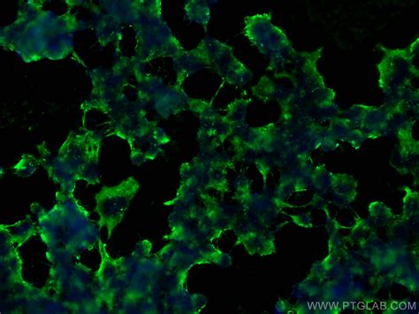 Ryr1 Antibody Cl488 66539 Proteintech